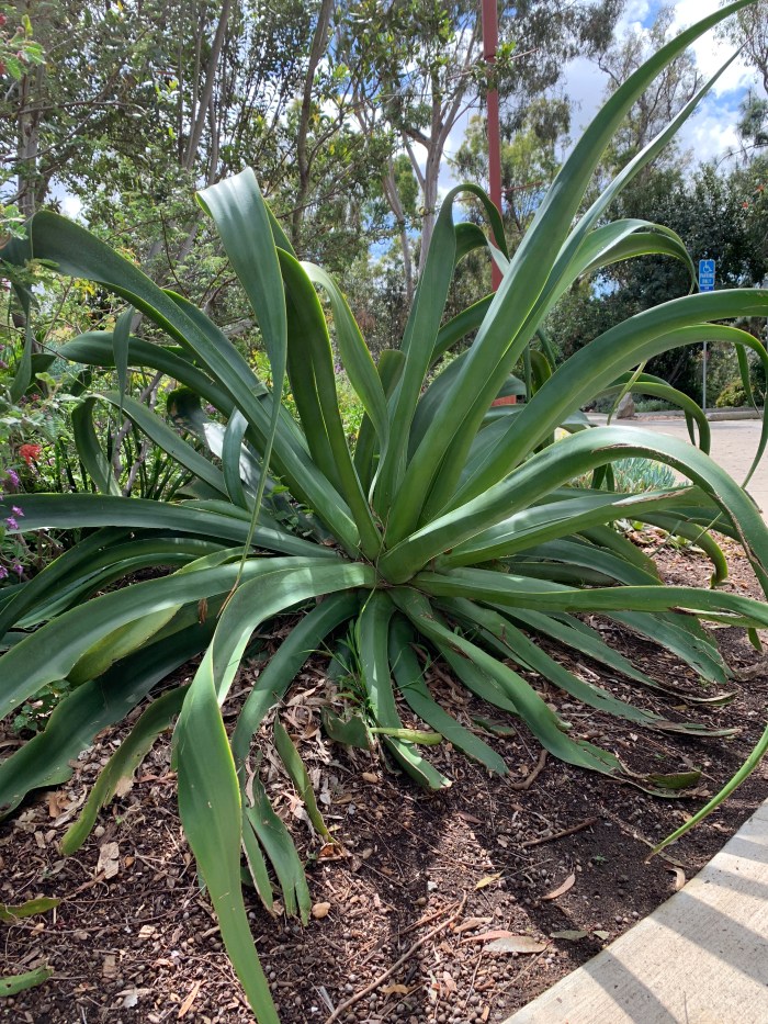 Agaves – Hudson Plant tissue Culture